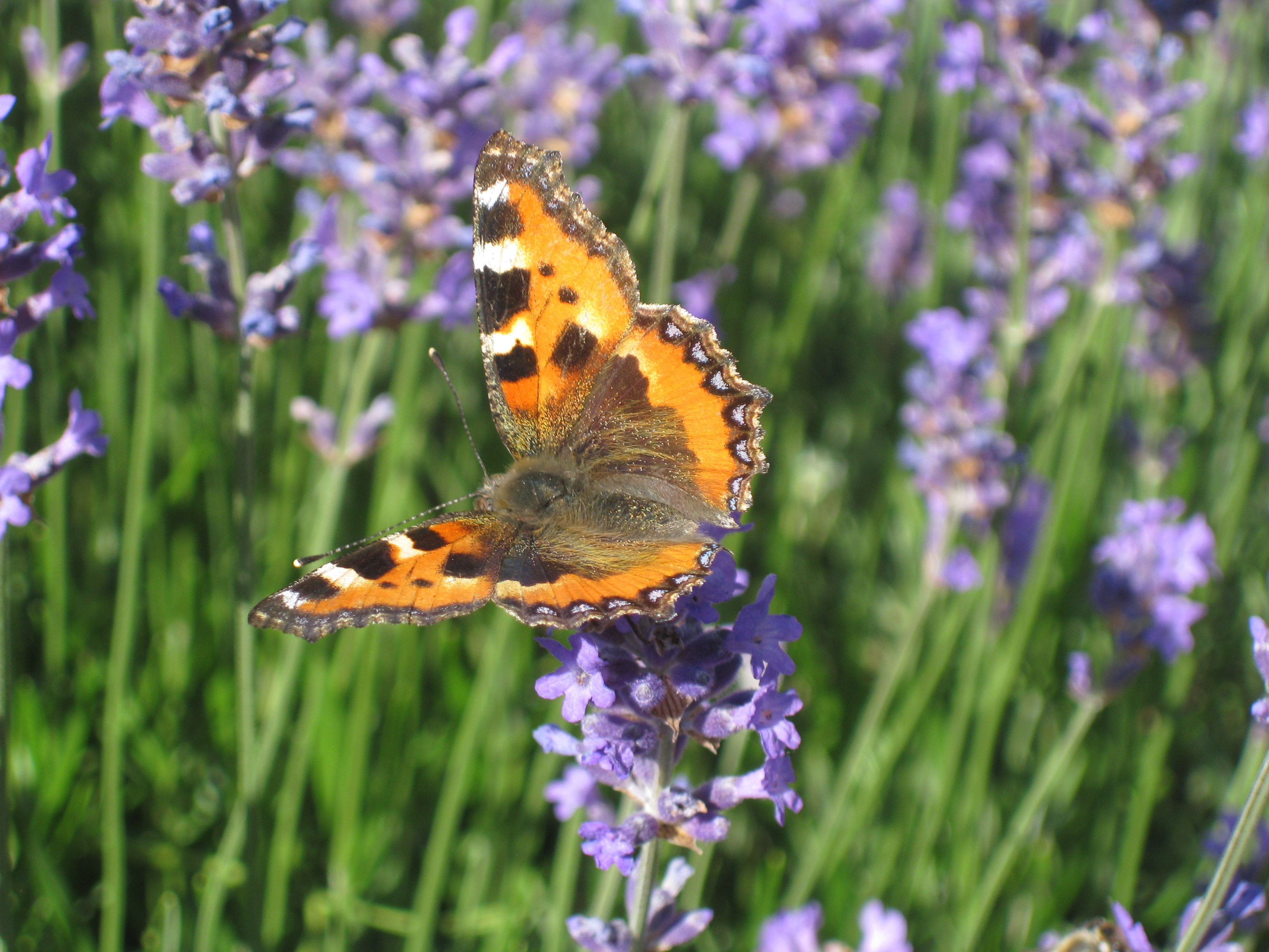 Butterfly and Lavender | MCU on Eclipse