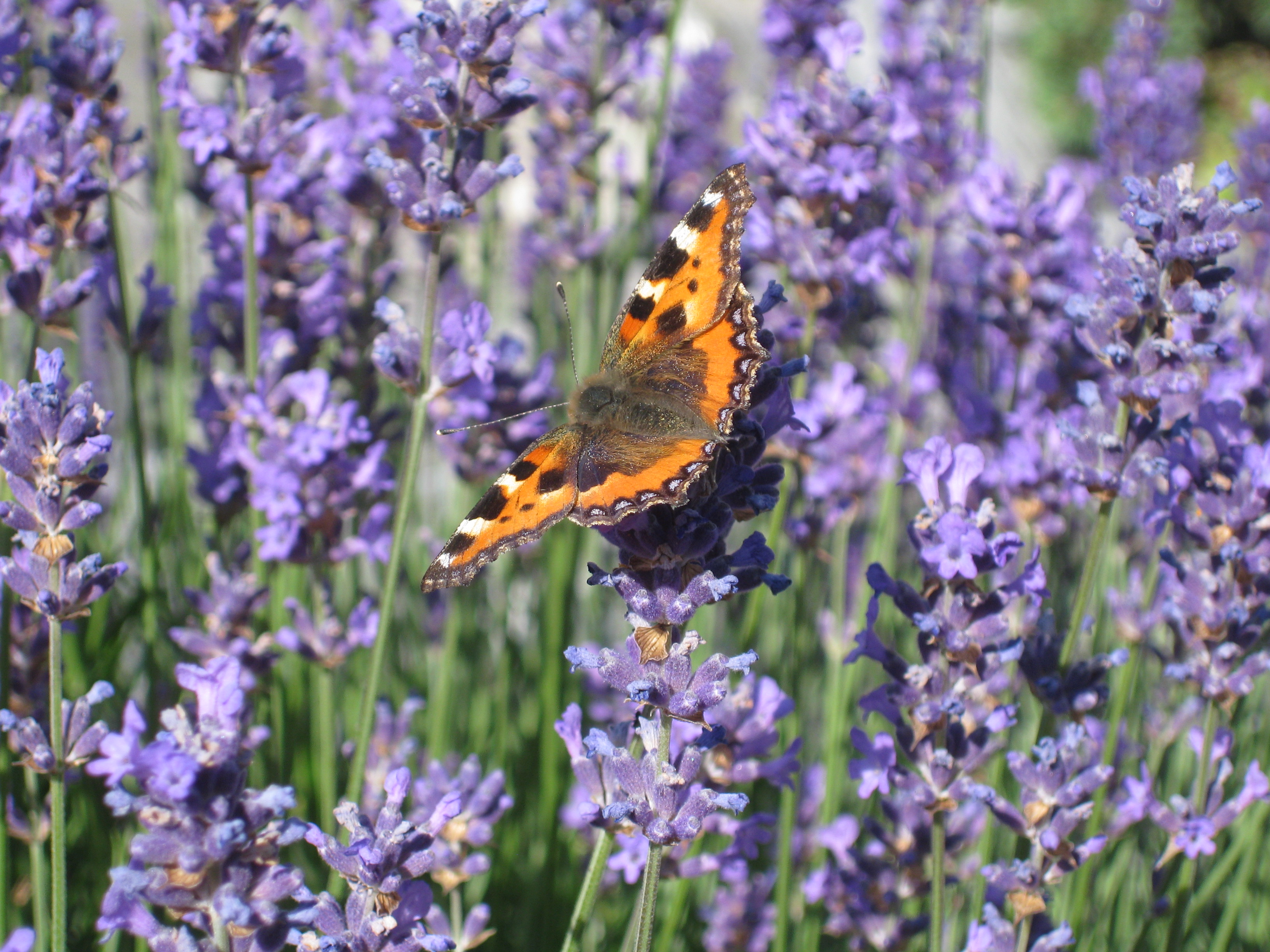 Butterfly and Lavender | MCU on Eclipse