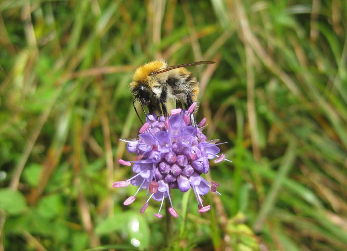 Wild Bee | MCU on Eclipse