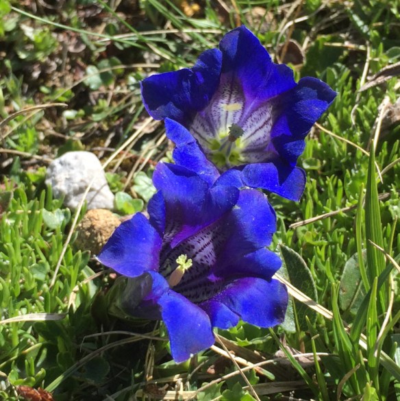 Enzian | MCU on Eclipse