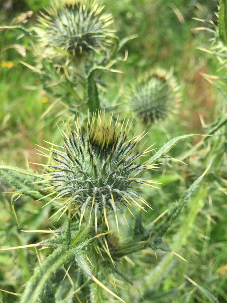 Closed Weg-Distel | MCU on Eclipse