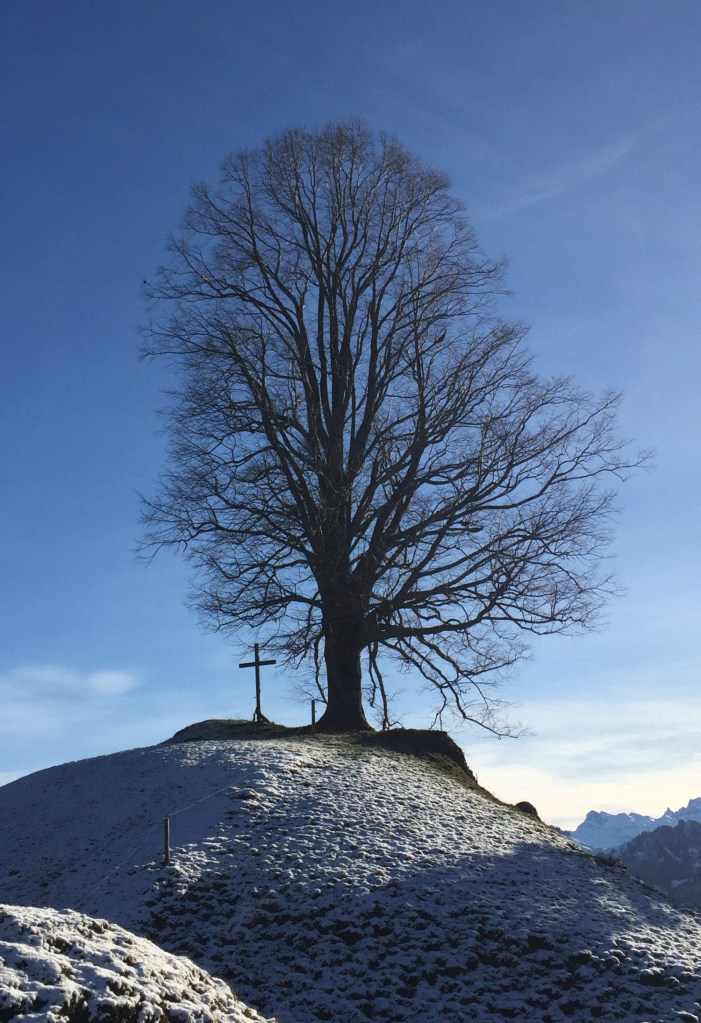 Year End Linden Tree | MCU on Eclipse